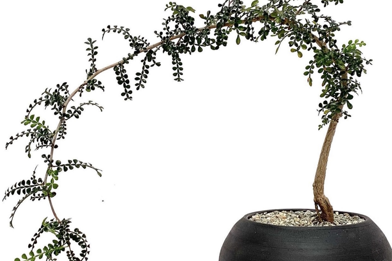 Bozu LA - Your New Best Roomie