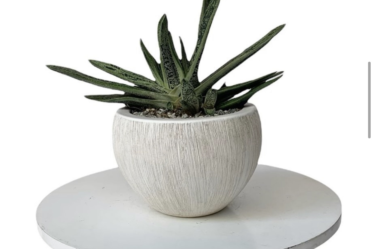 Bozu LA - Your New Best Roomie